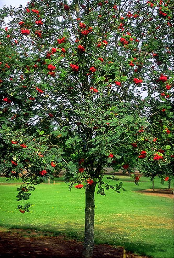 Beechwood Landscape Architecture and Construction: Deciduous Tree Of ...