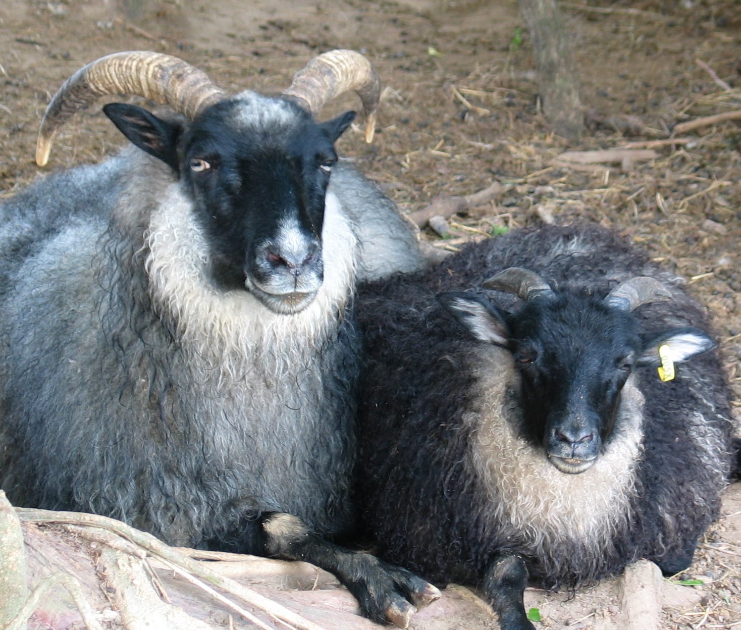 Losing Our Shirts, Keeping The Farm: Pretty Sheep