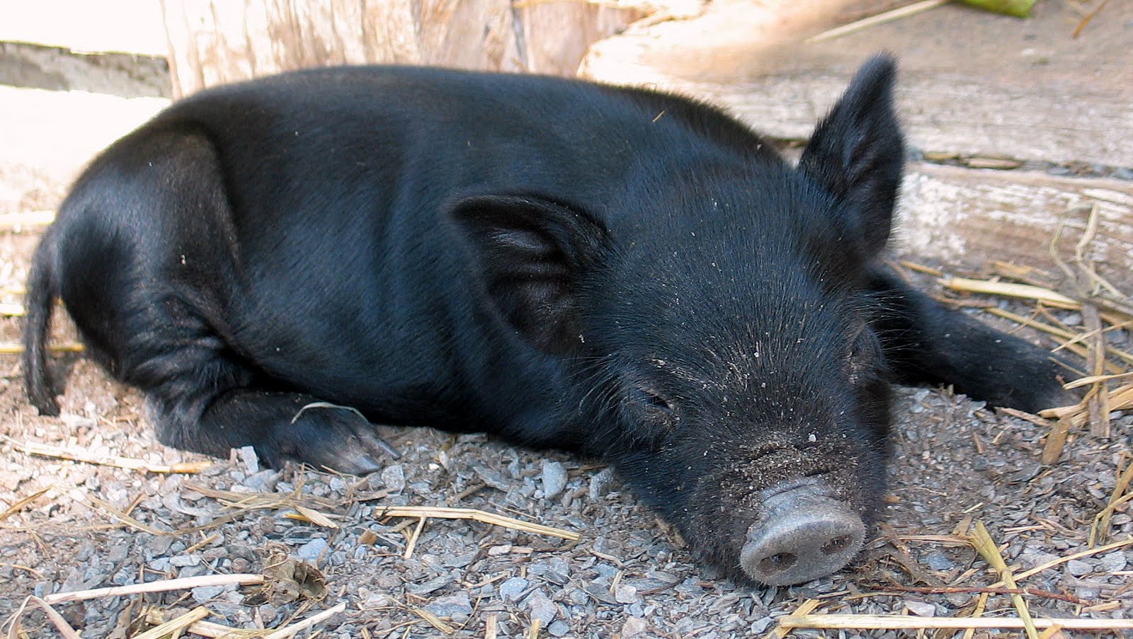 Losing Our Shirts, Keeping The Farm: Piglets: One Week Old Today!