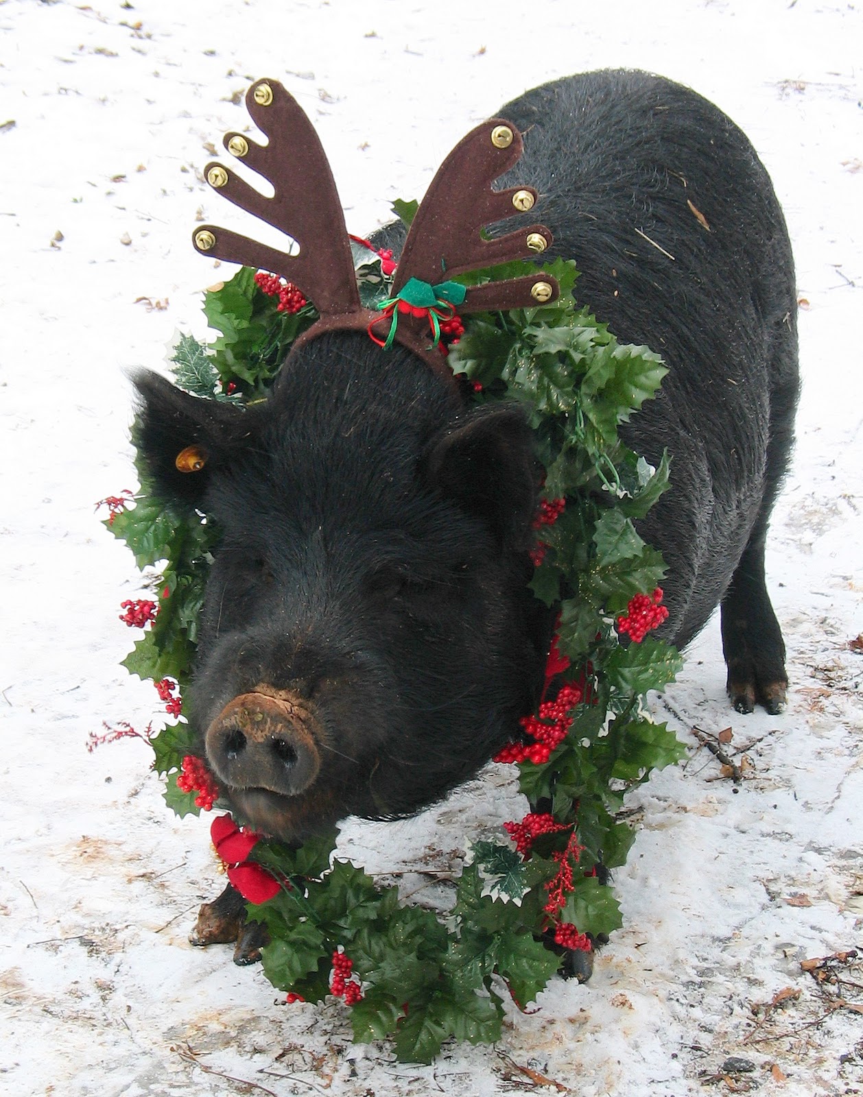 Losing Our Shirts, Keeping The Farm: Merry Pig-mas!