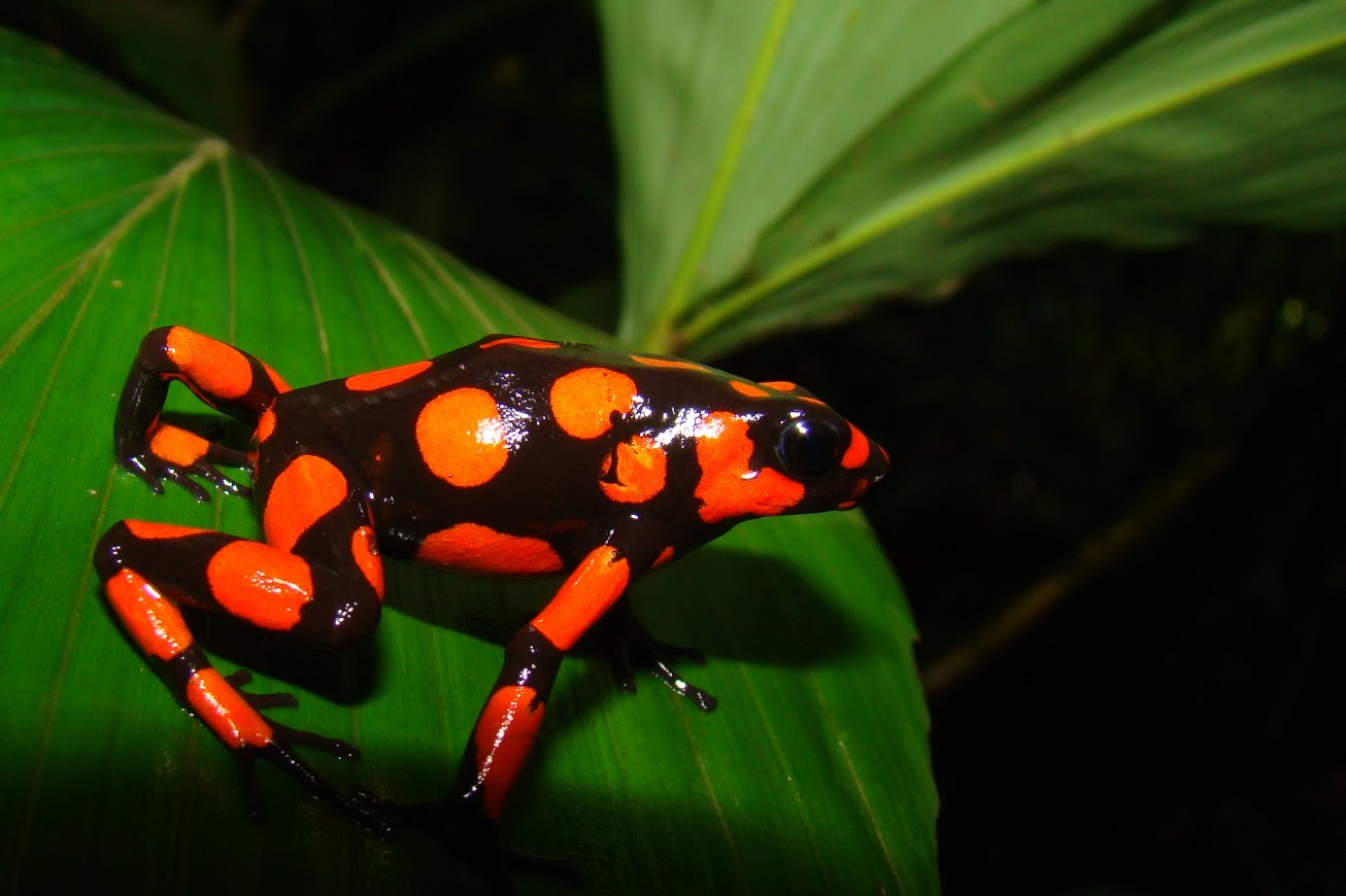Viajes, bichos y más...: El Chocó
