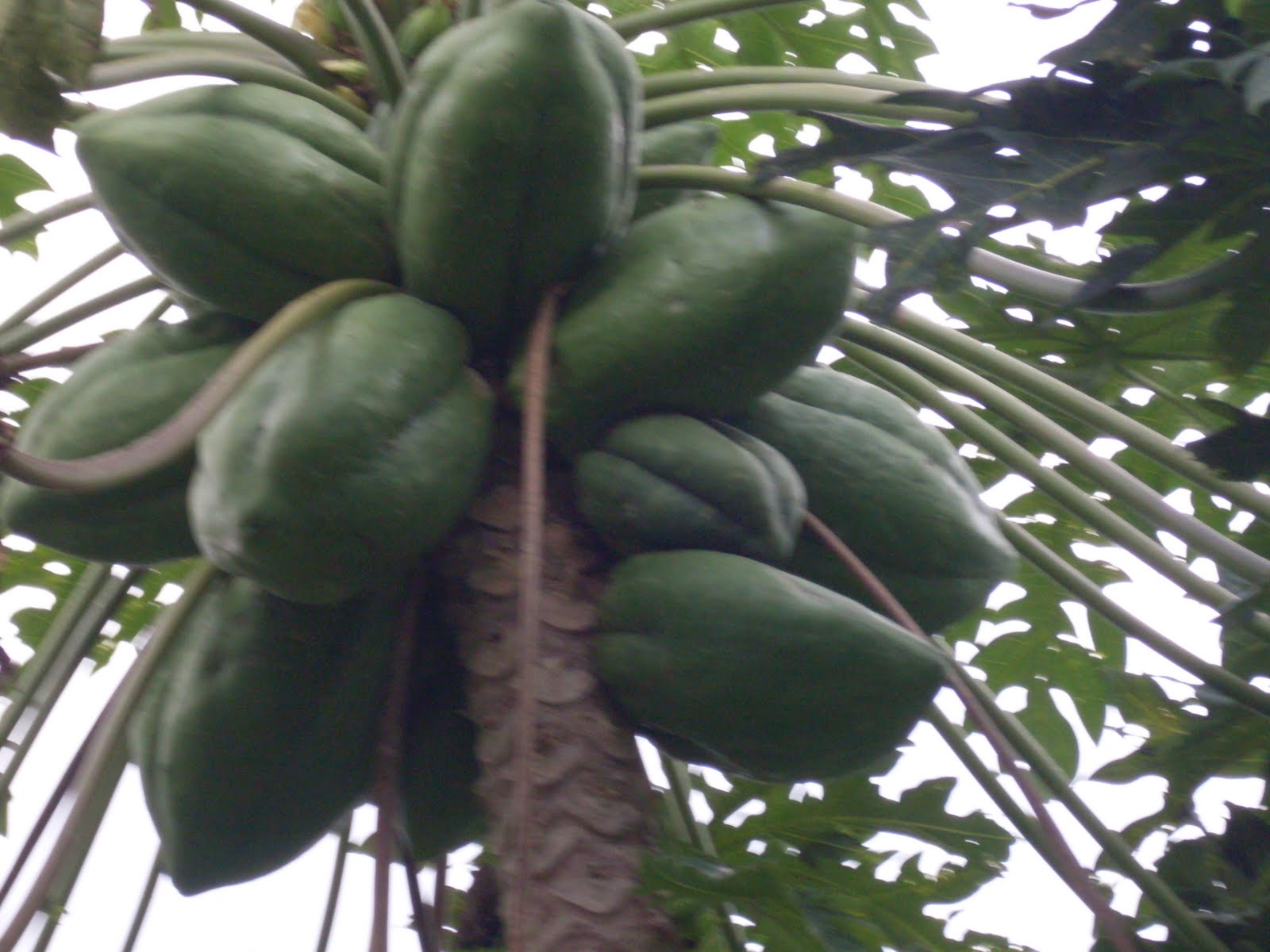 plantasalimenticias: papayo