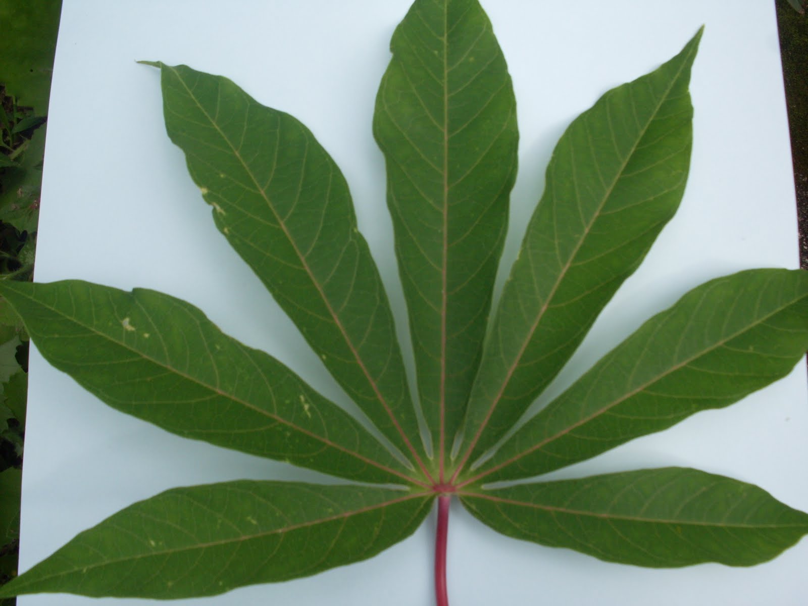 plantasalimenticias: yuca