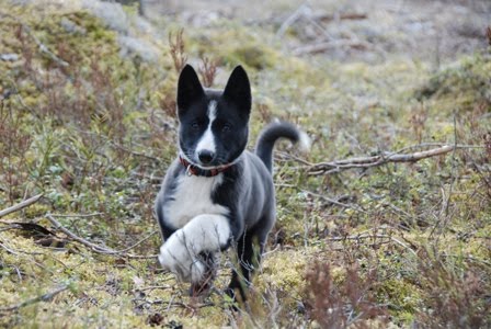 Uusi pentu - WWW.PYSTYKORVA.INFO