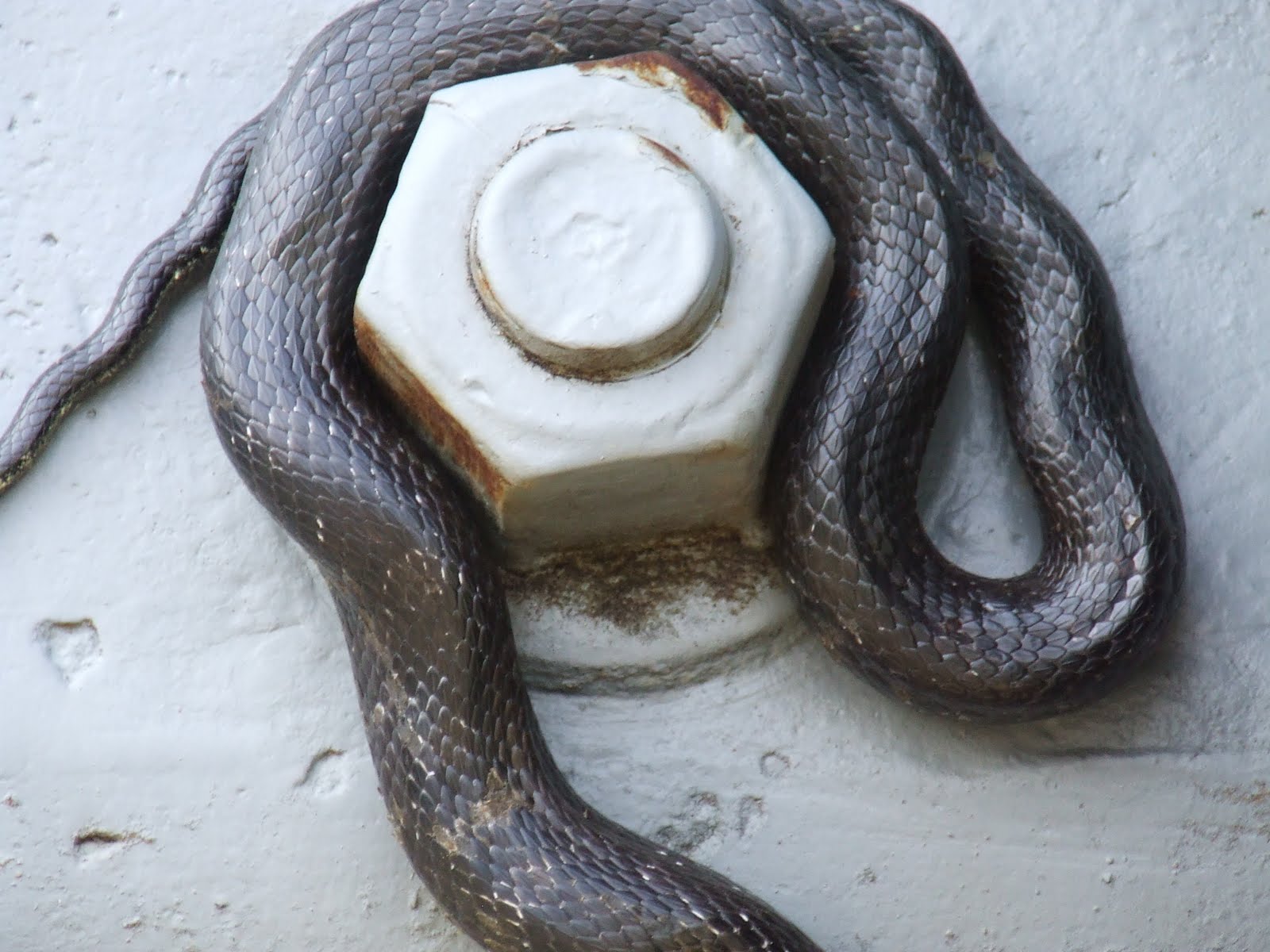 Knuckle Buster 1939: Denton NC Part II - Snakes Alive!!!