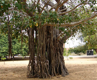 Kirigalpoththa: Banyan Tree