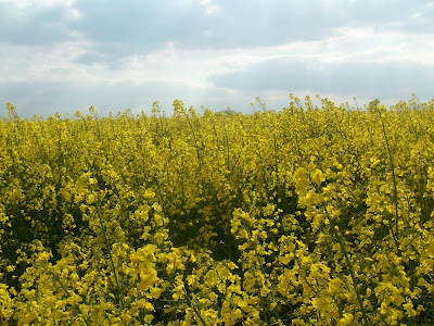 Paris Focus: Canola or Colza? Depends on Where you Are.
