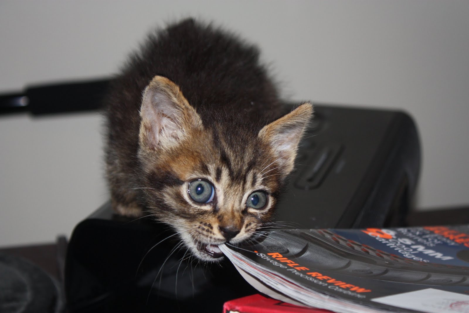 Bumble Bee Juice: A Kitten Named Banzai