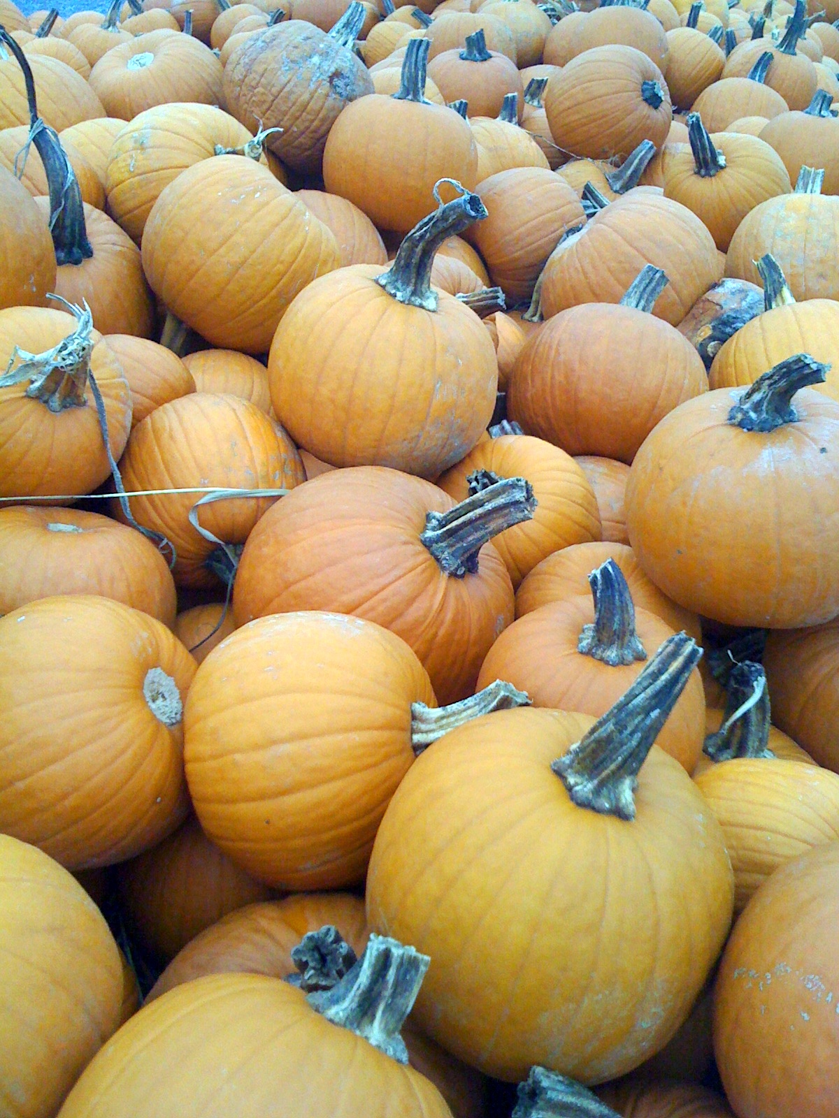 My Favorite Pumpkins This Fall