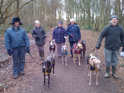 Friends of Hersham Hounds: Photos from greyhound social walk on West ...