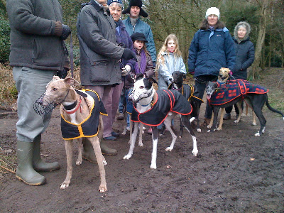 Friends of Hersham Hounds: Photos from greyhound social walk on West ...