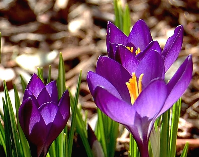 Capadia Designs: The Flowers that Bloom in the Spring.....