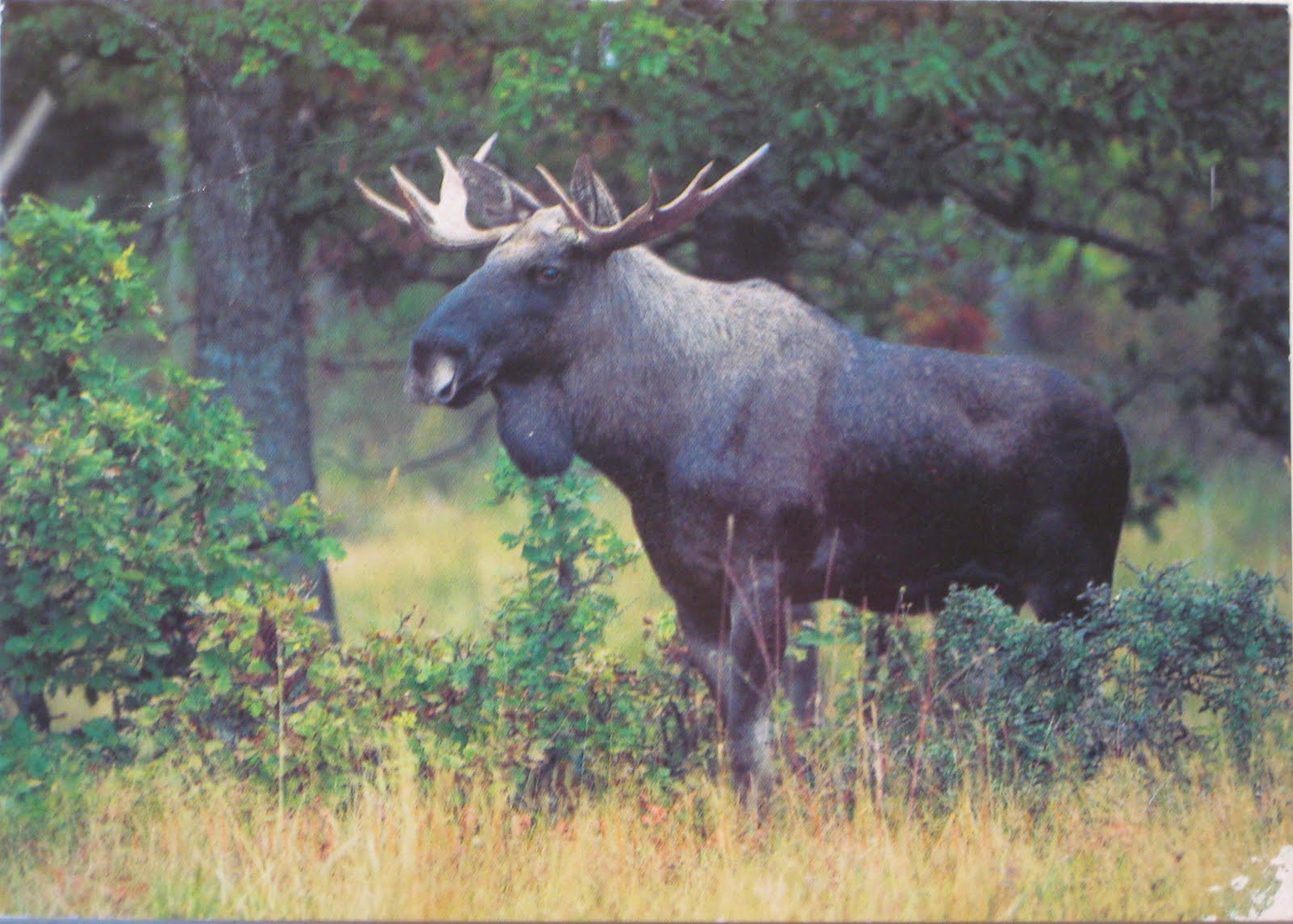 Hagaki Mawari: Finnish Moose