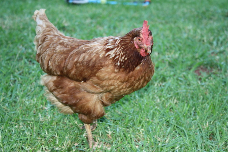 Timber and Tin: Chook chook choockens.....