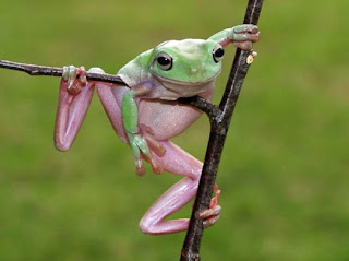 Frösche und andere Kröten: Wo hat wohl der Frosch die Locken? :-)