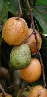 Bebidas de América, desde Alaska hasta la Patagonia. : XIPA LHTUKITA ...