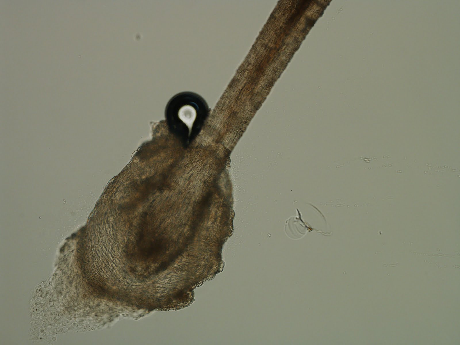 Here's what your eyelash looks like under 200x magnification. Pretty ...