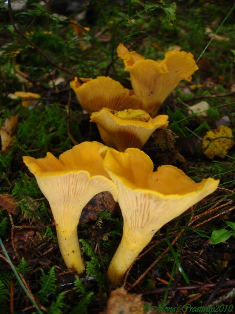 Mona's Creativity: Chantarelle