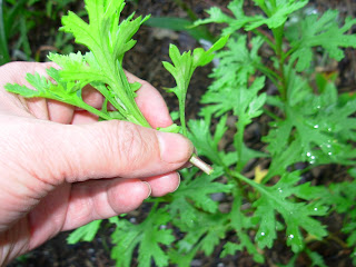 Marna's Gardens: How to pinch back Mums