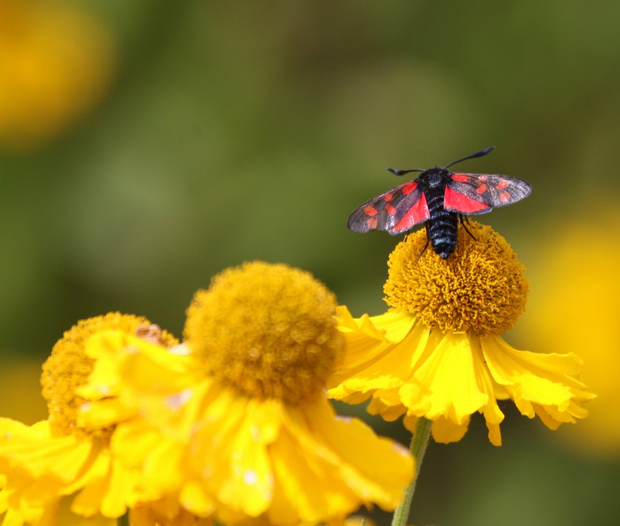 Tricia's Tales: London Wetland Centre - busy with insects.