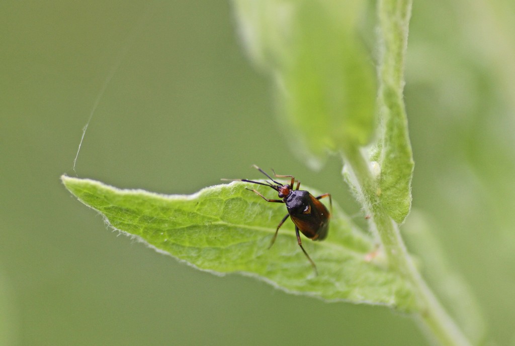 Tricia's Tales: London Wetland Centre - busy with insects.