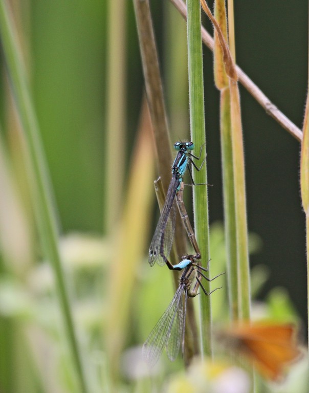 Tricia's Tales: London Wetland Centre - busy with insects.
