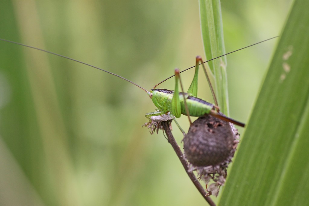 Tricia's Tales: London Wetland Centre - busy with insects.