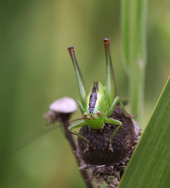 Tricia's Tales: London Wetland Centre - busy with insects.