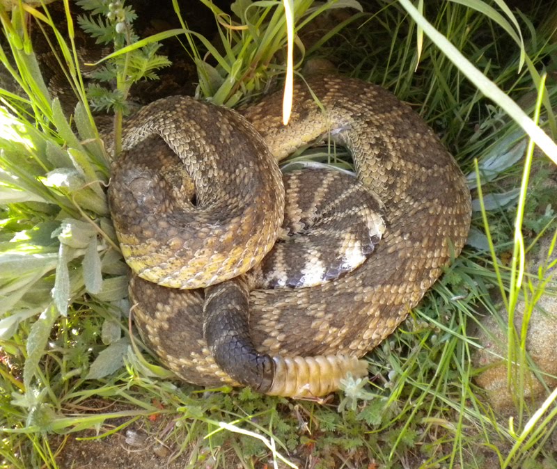 Ophidiophilia: So Much Snakey Goodness