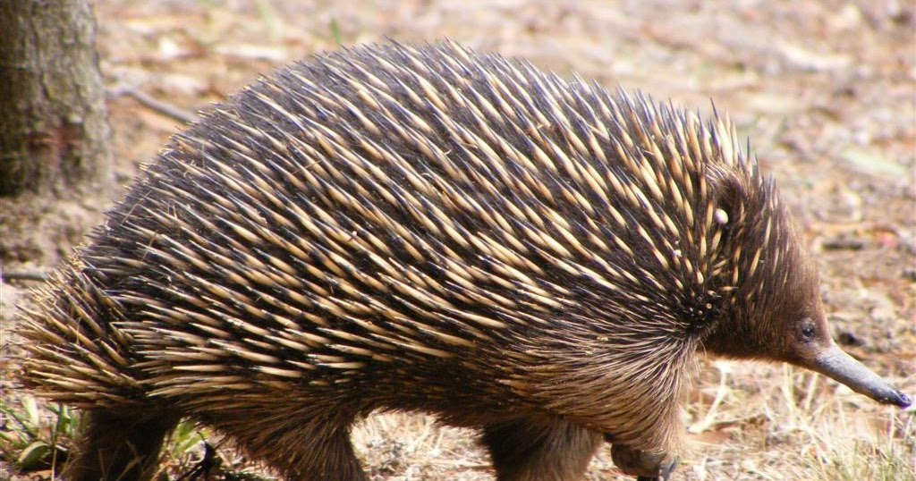 Eucalypt Habitat: Echidna