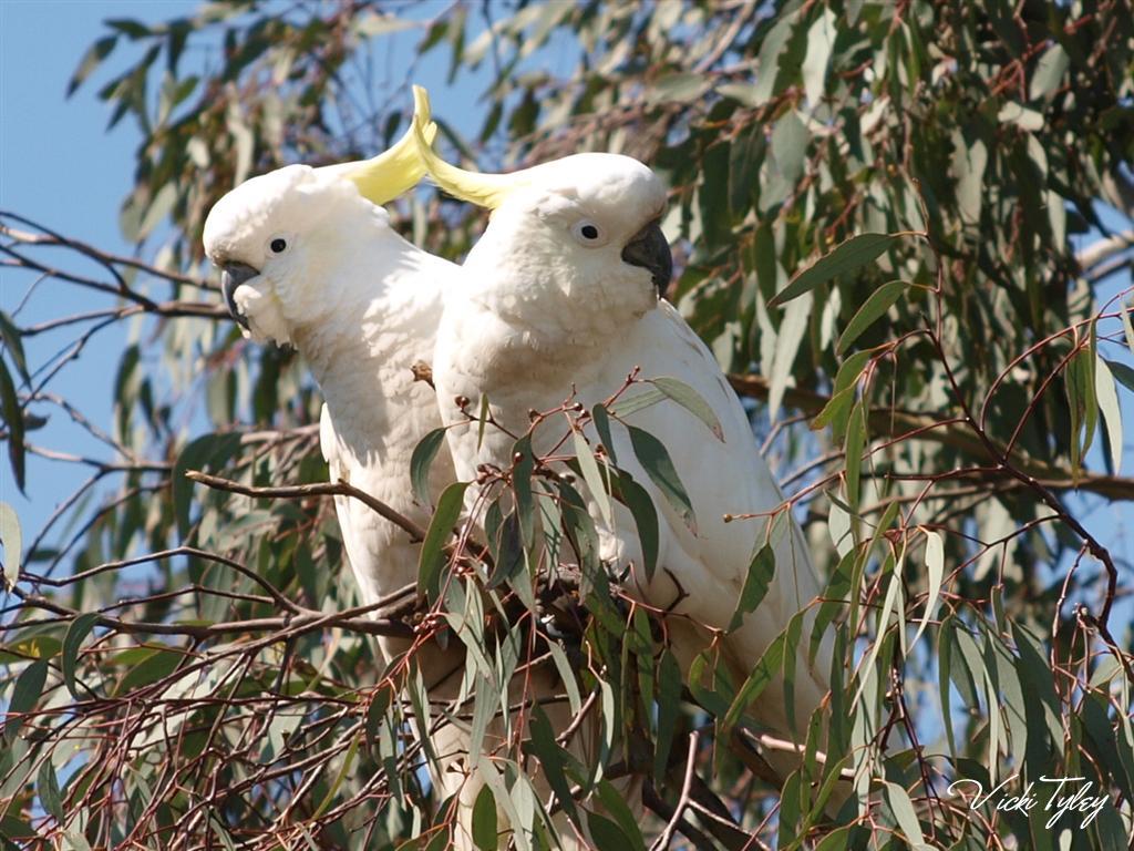 Eucalypt Habitat: Sulphur-crested Cockatoos