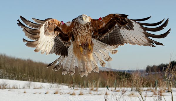 Rare Red Kites released in Cumbria. | National-grid-news