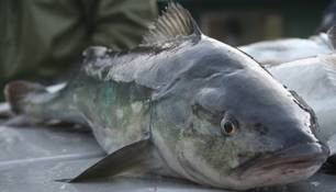 New product Farmed Black Cod