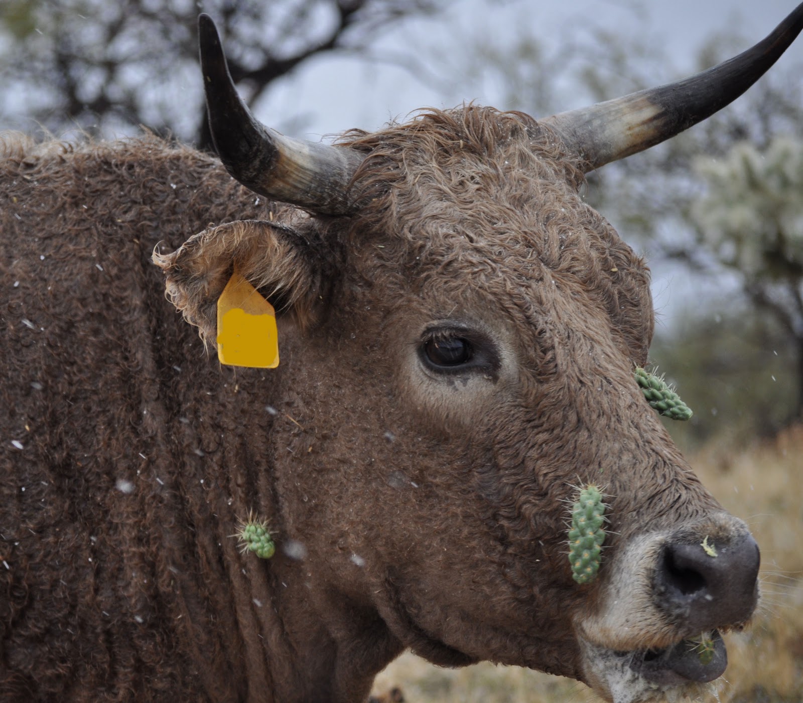 John's Photos: Cactus Cows