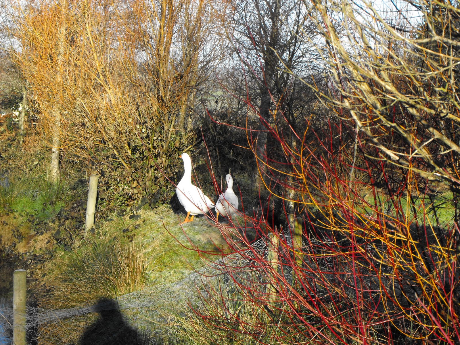 The Greenleaf Blog: The Fickle Nature of Ducks