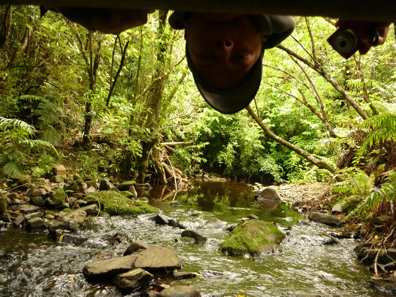 perette's news in NZ 2: Akatarawa forest