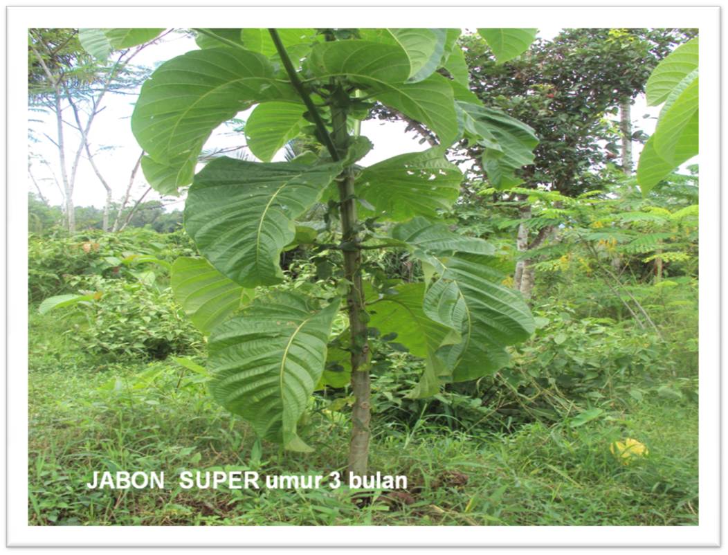 CV Jabon Blitar: BUDIDAYA JABON SUPER