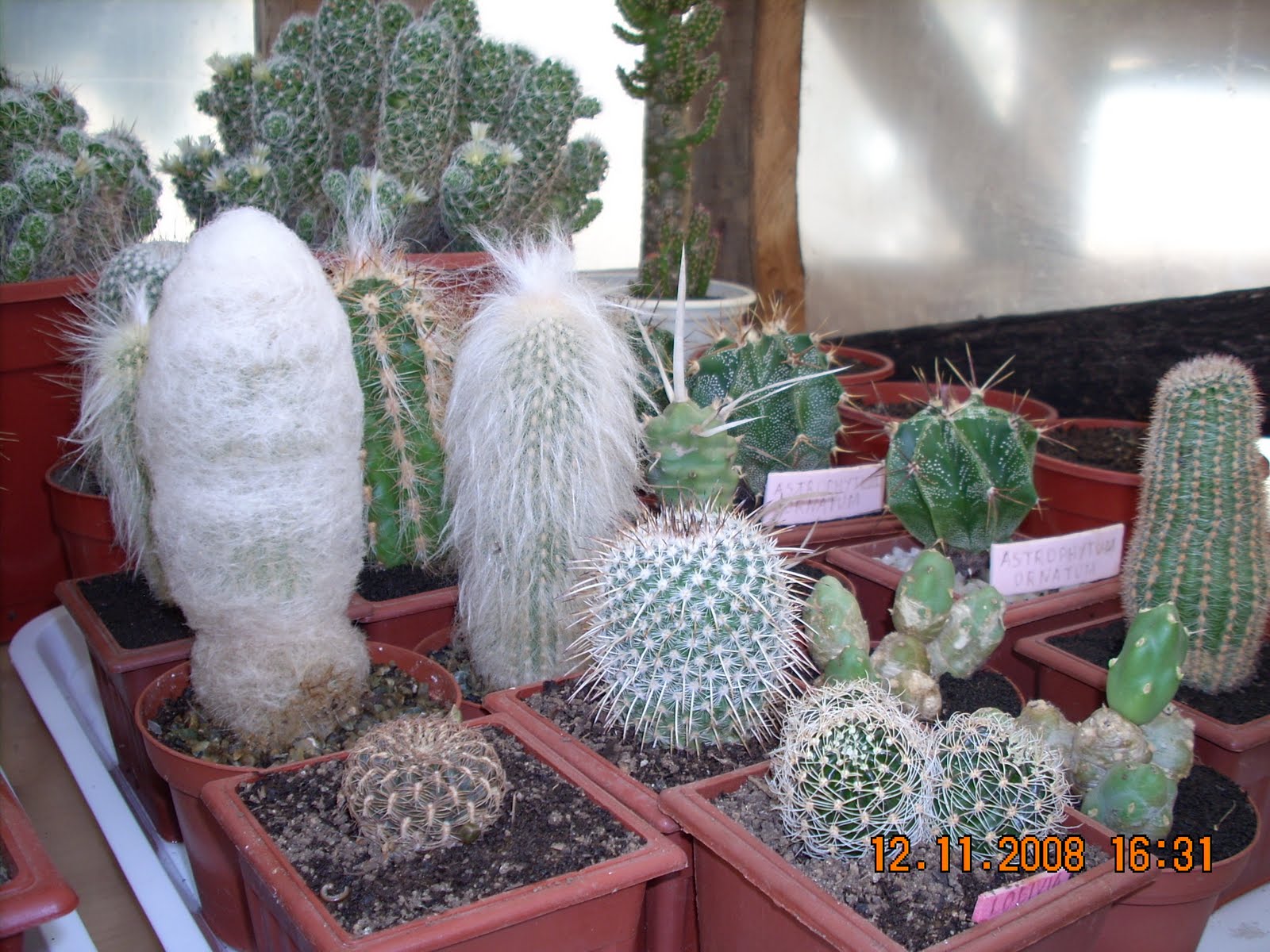 VIVERO SANSSOUCI: Hábitat de las cactáceas