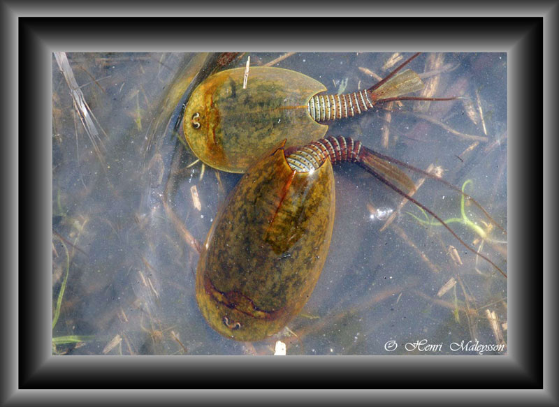 Photos araignées insectes fleurs henri maleysson: Lepidurus apus un ...