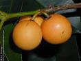 somalia: Somalia National Fruit