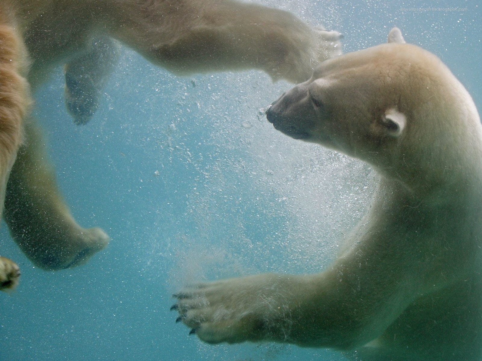 wallpapershdsize: Polar bears dive wallpaper HD