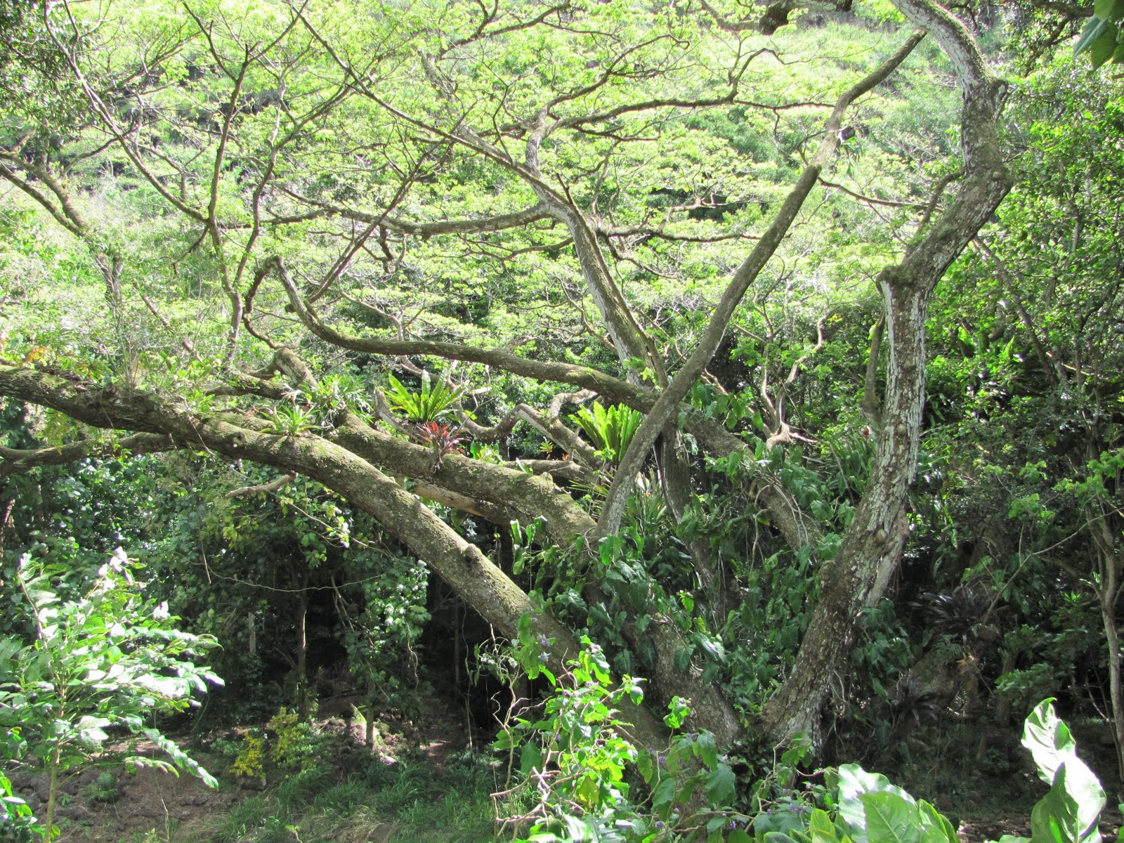 New York, Plants & Other Stuff: Bird's Nest Fern