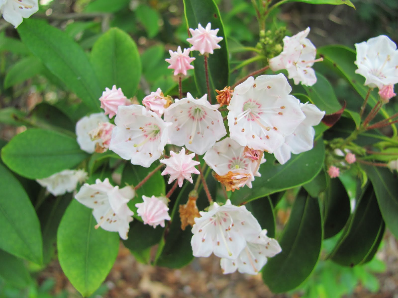 New York, Plants & Other Stuff: Kalmia latifolia