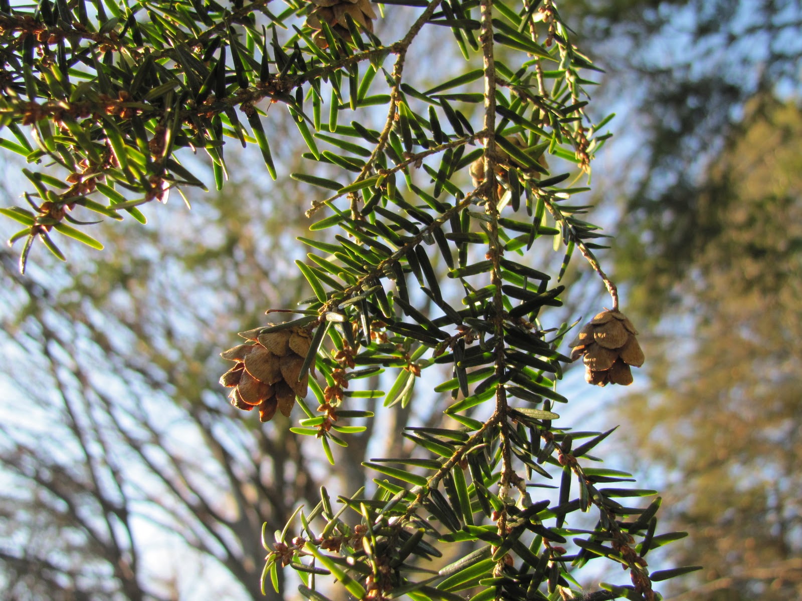 planted cloud: Tsuga canadensis