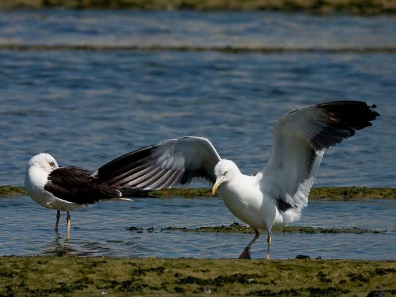 Yoav Perlman - birding, science, conservation, photography: The gulls ...