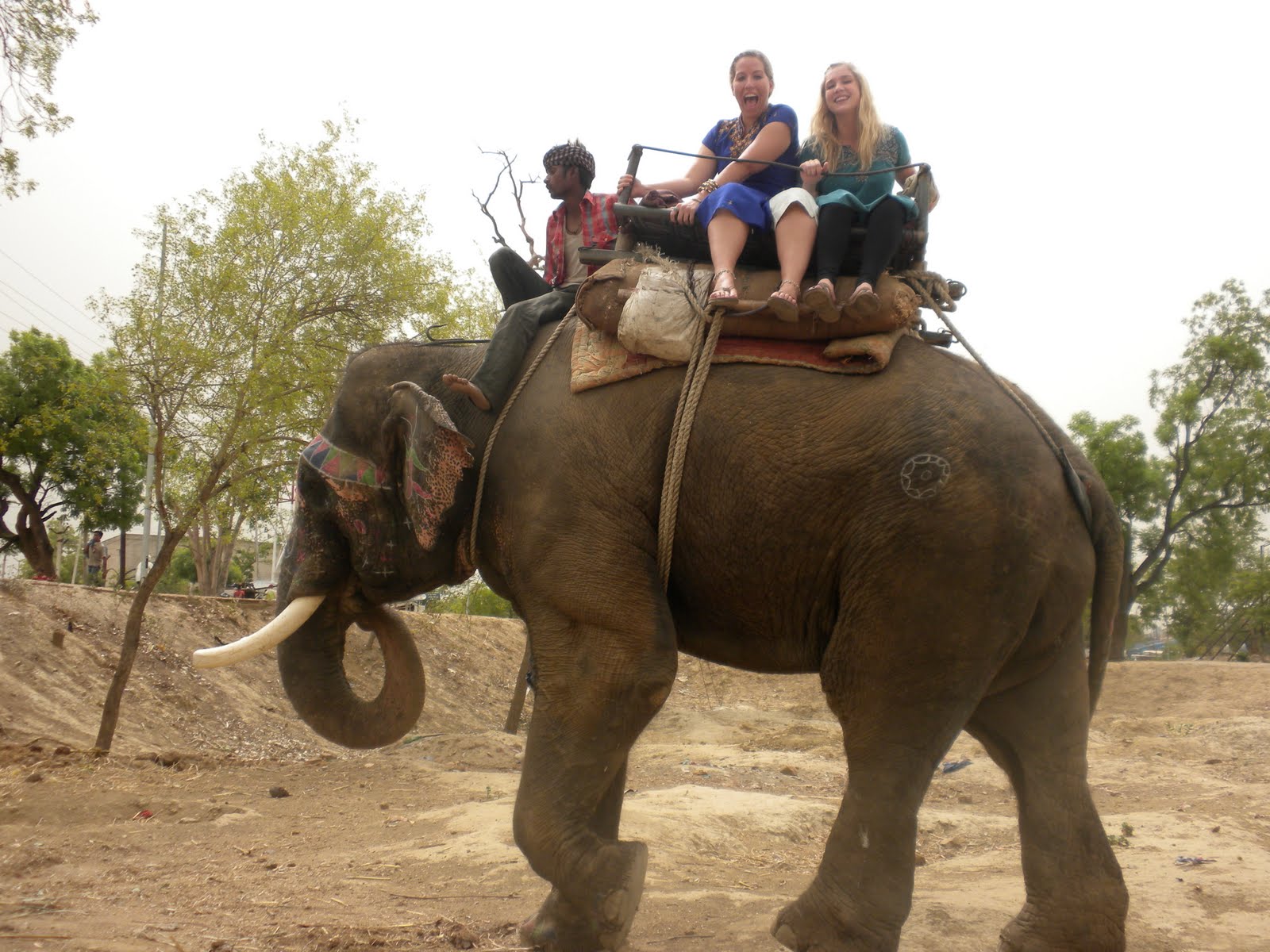Oh the Places You'll Go...: Taj, Elephants, Camels...what else can we ...