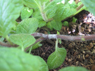 Our Green Haven: Cases of Powdery Mildew Attack!