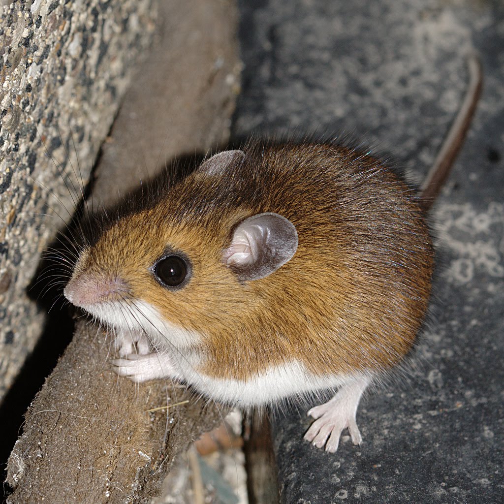 TheMikeTursi: One Brown Mouse