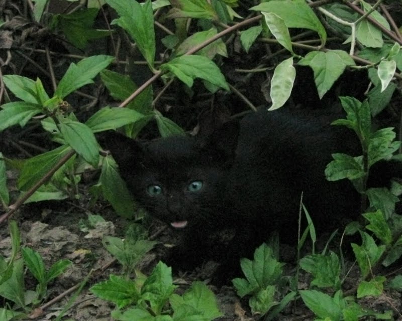 One Bark at a Time: A story of dreams come true