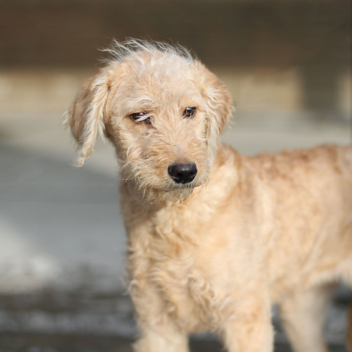 Labradoodle pup - female 1